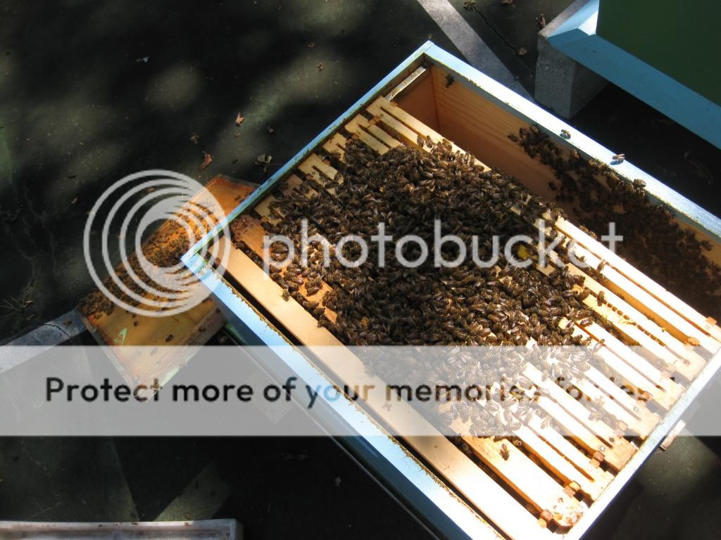 Burns Bees (Pics from the yard) | Beesource Beekeeping Forums